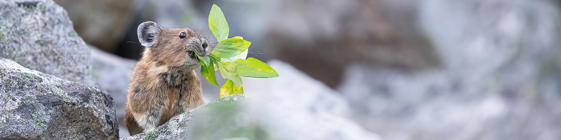 National Fish and Wildlife Foundation