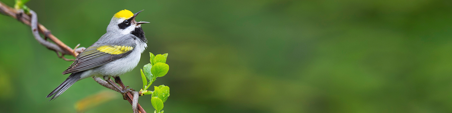 National Fish and Wildlife Foundation