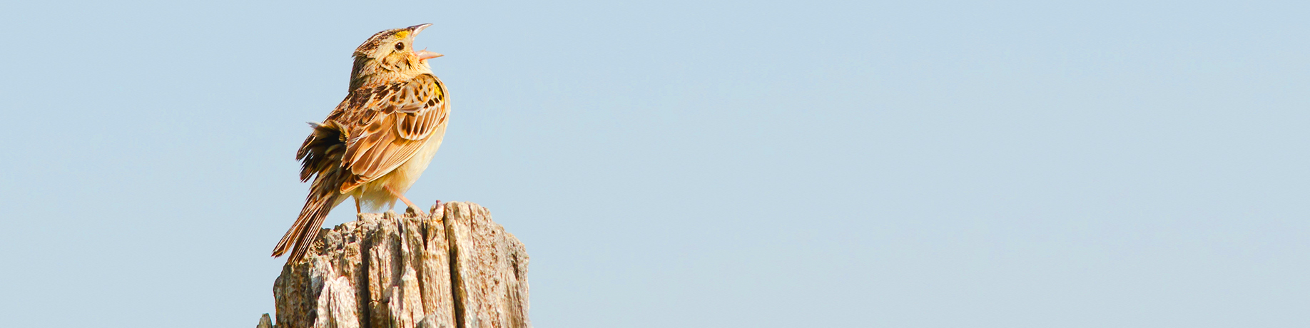 National Fish and Wildlife Foundation