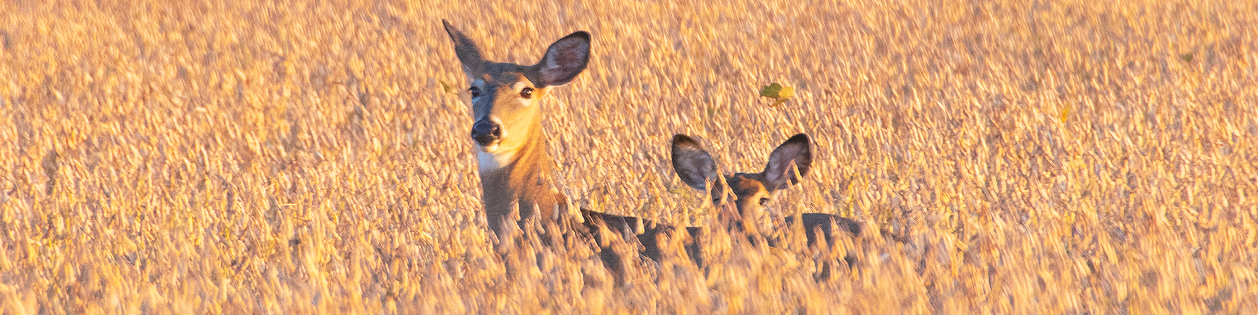 National Fish and Wildlife Foundation