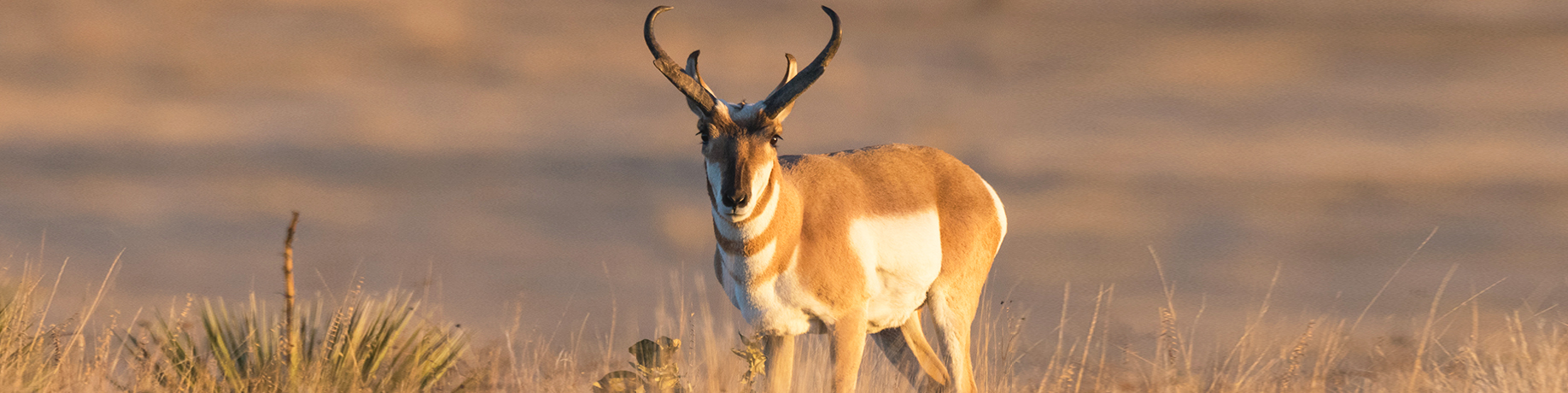 National Fish and Wildlife Foundation