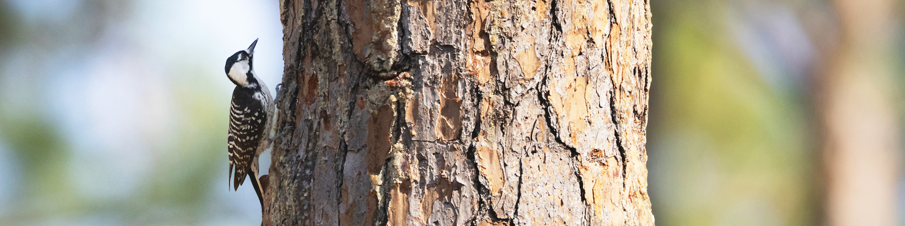 National Fish and Wildlife Foundation