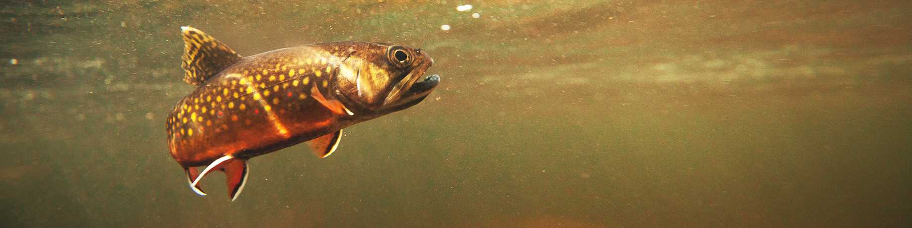 National Fish and Wildlife Foundation