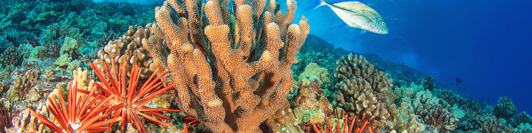 National Fish and Wildlife Foundation