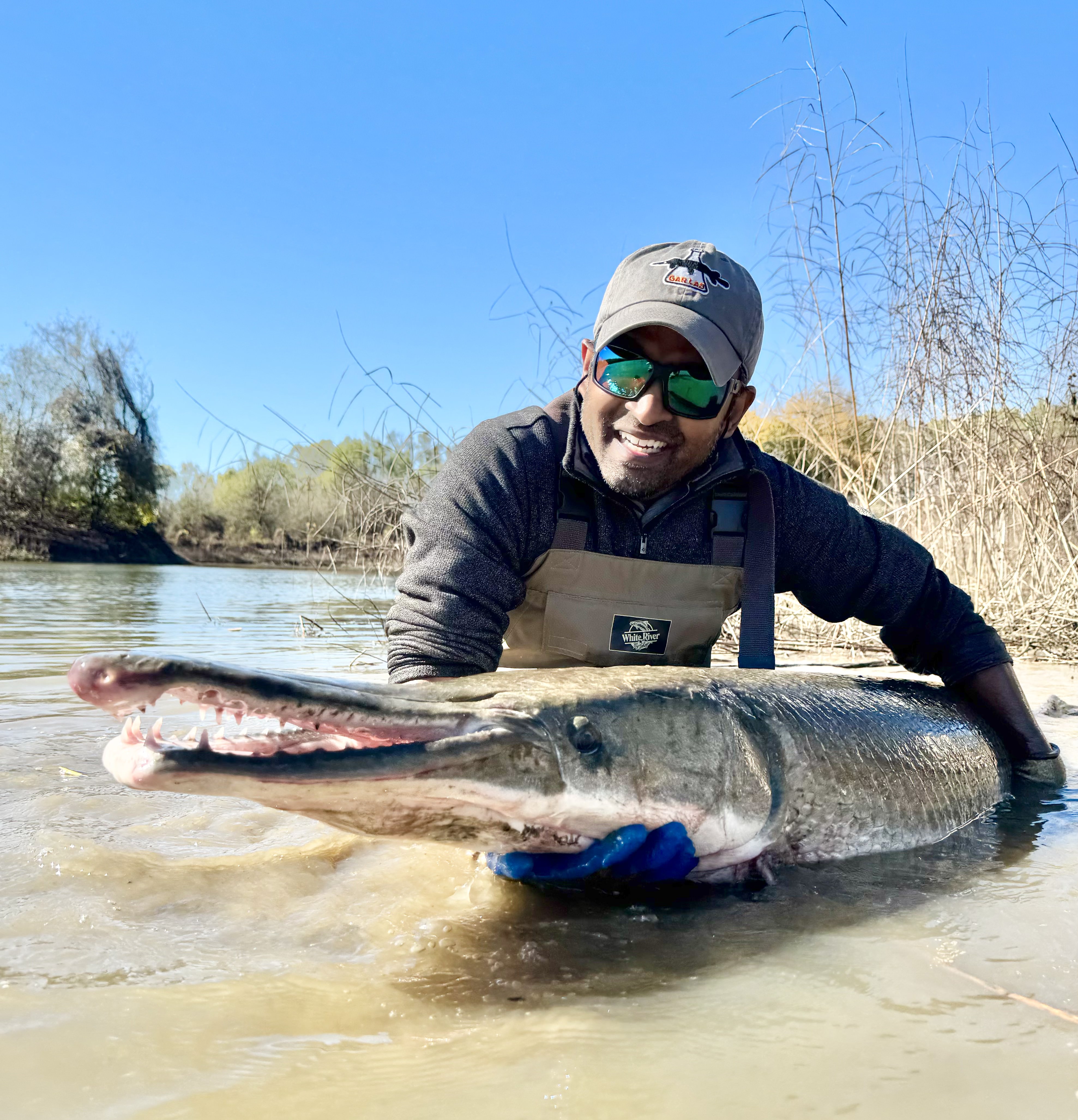Giving alligator gar a lifeline in the Lower Mississippi River | NFWF