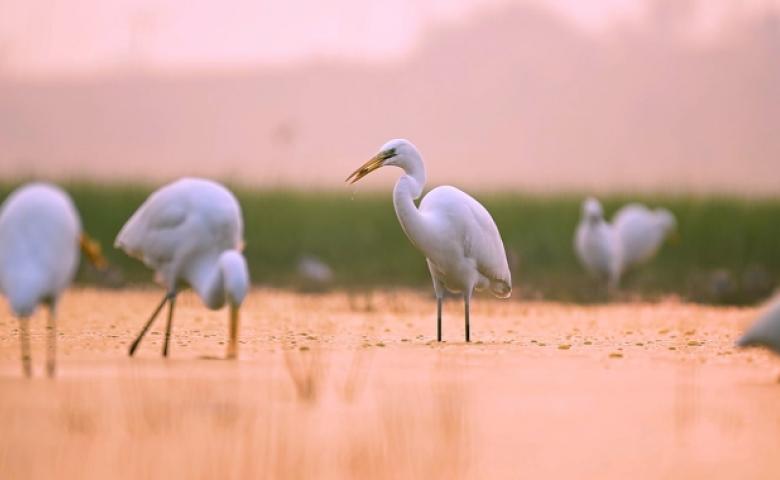 National Fish and Wildlife Foundation