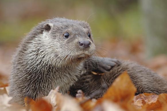 National Fish and Wildlife Foundation