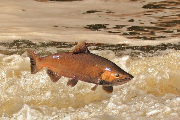 National Fish and Wildlife Foundation