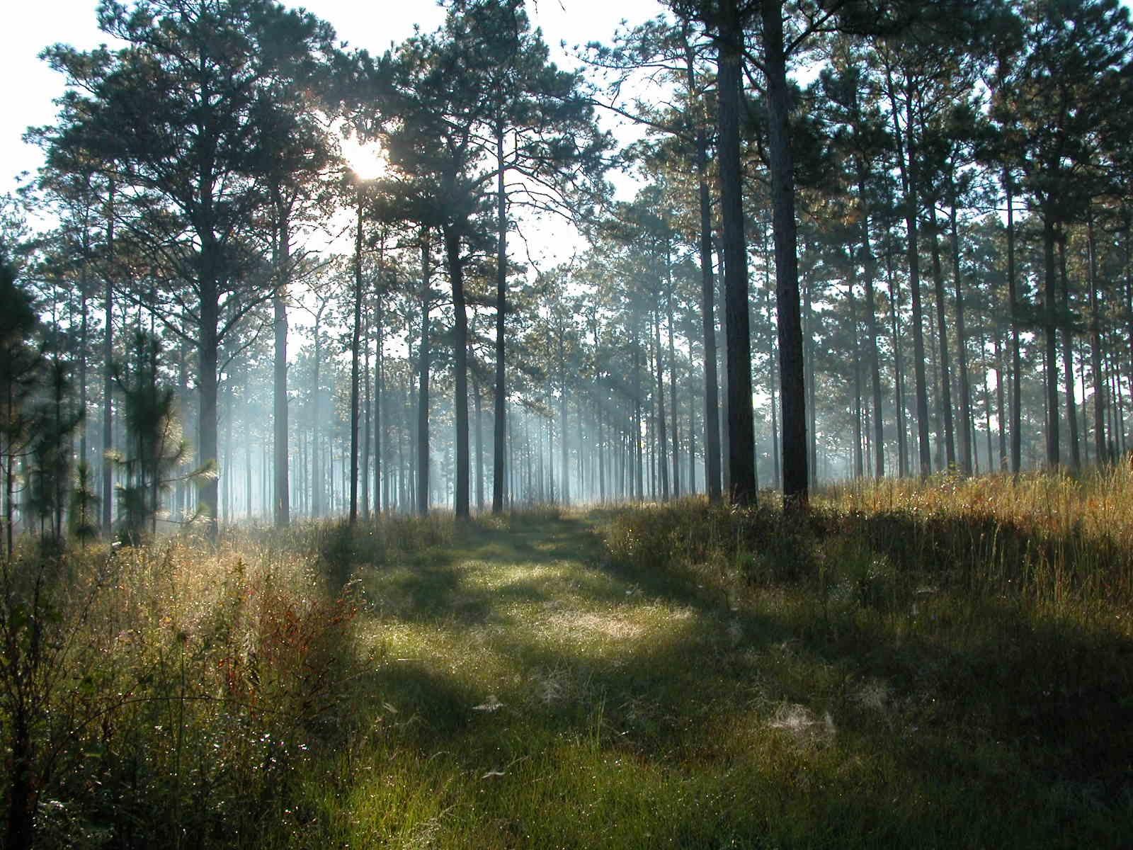 Longleaf Forests and Rivers | NFWF