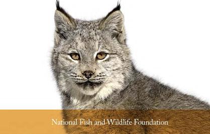 Annual Reports | NFWF