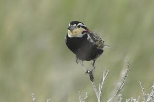 ConocoPhillips SPIRIT of Conservation Program | NFWF