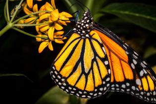 Monarch Butterfly and Pollinators Conservation Fund | NFWF